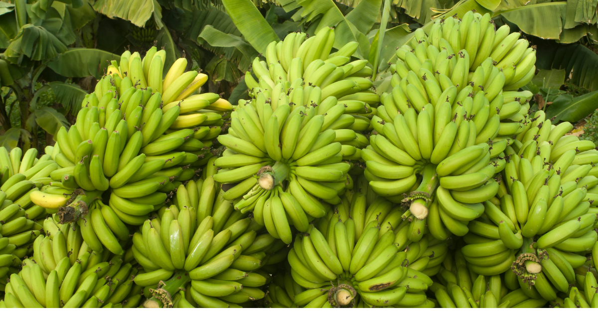 Types Of Banana In The Philippines