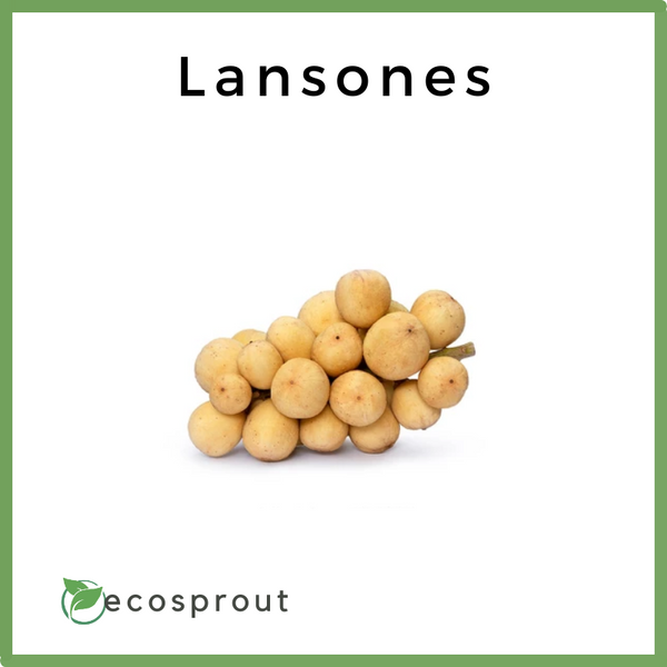 Buy Fresh Lansones Online | Manila, Philippines – Ecosprout
