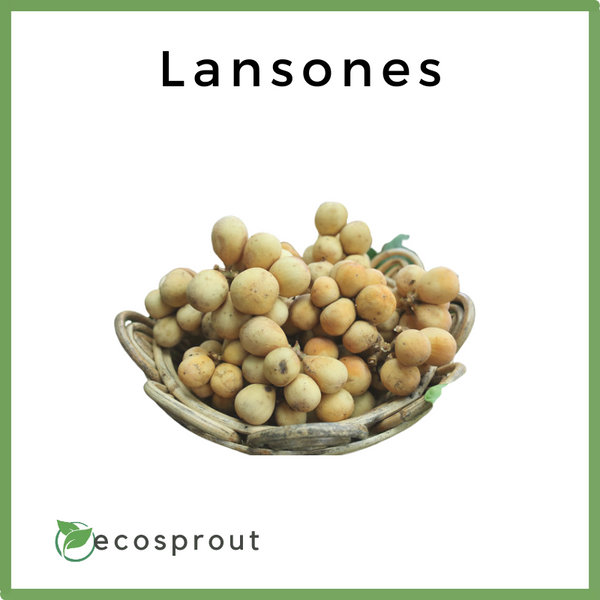 Lanzones Fruit Drawing