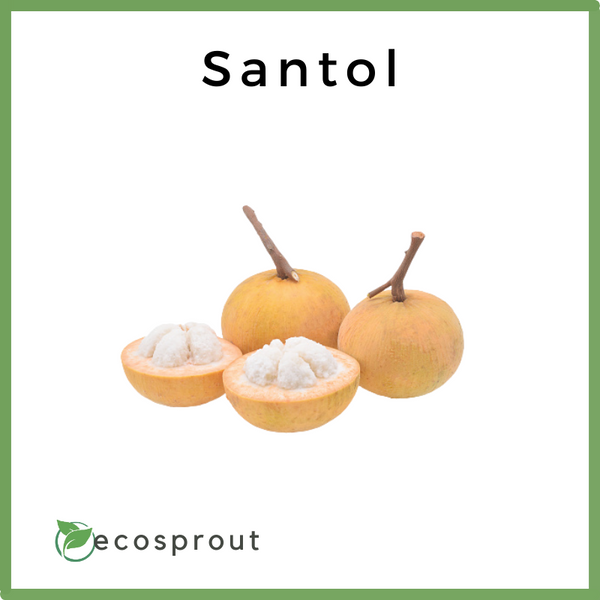 Fresh Santol For Delivery Near Me – Ecosprout