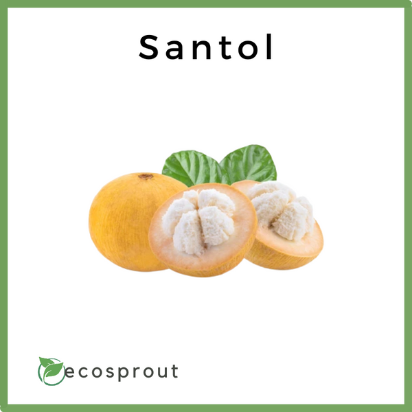 Fresh Santol For Delivery Near Me – Ecosprout