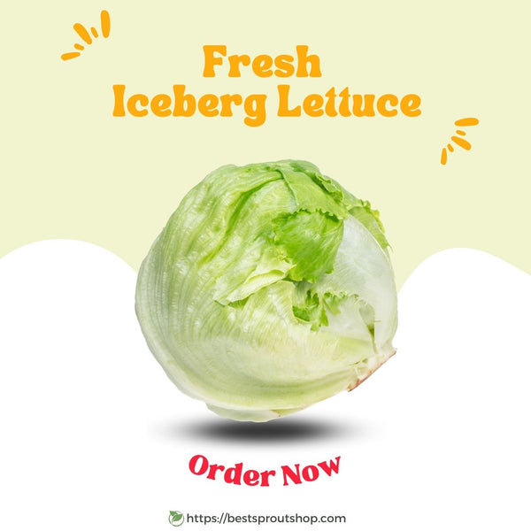 Fresh Iceberg Lettuce For Delivery – Ecosprout