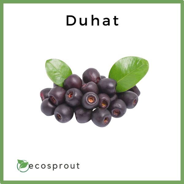 Fresh Duhat (Java Plum) For Delivery Near Me – Ecosprout