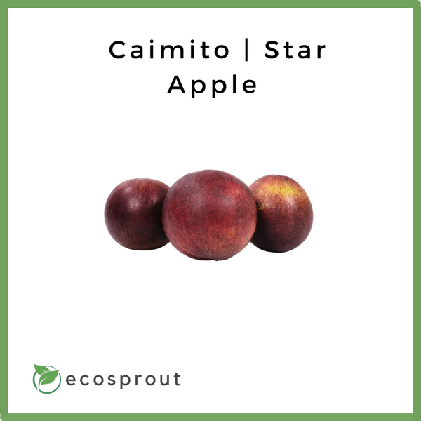 Fresh Caimito For Delivery Near Me – Ecosprout