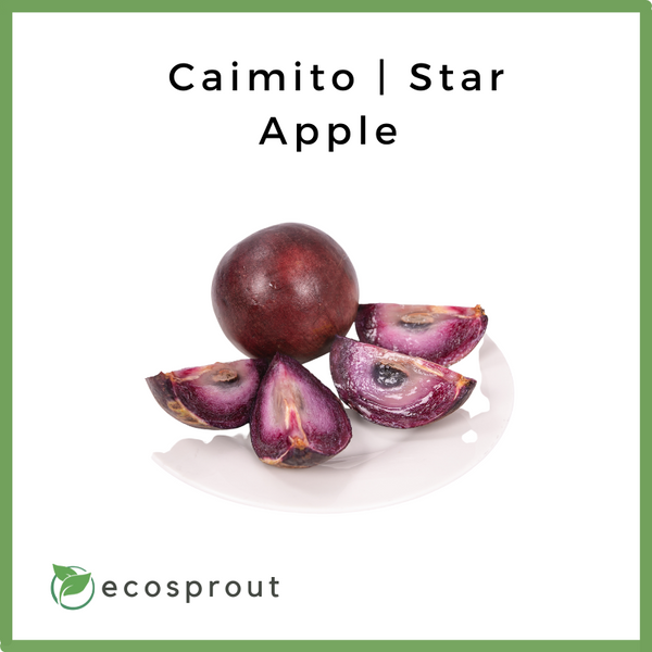 Fresh Caimito For Delivery Near Me – Ecosprout
