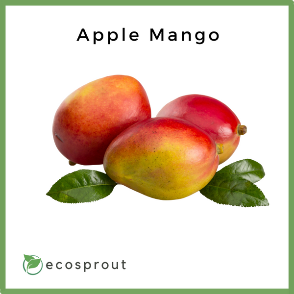 Fresh Apple Mango For Delivery Near Me – Ecosprout