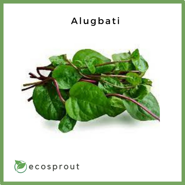 Fresh Alugbati | Malabar Spinach For Delivery Near Me – Ecosprout