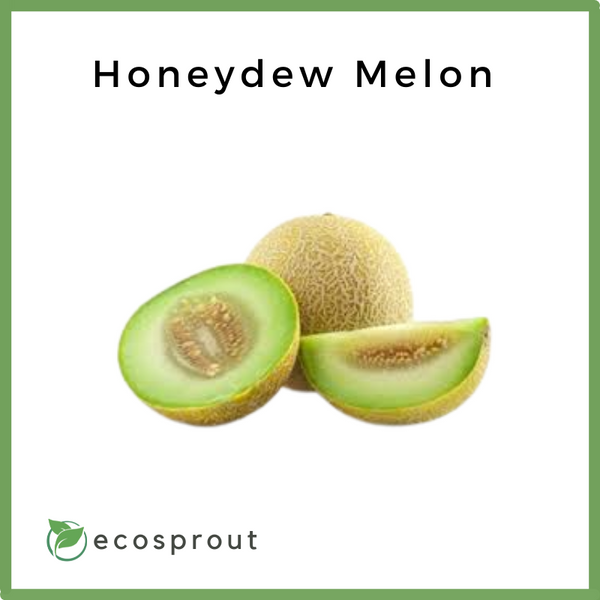 Fresh Honeydew Melon Available For Delivery Near You – Ecosprout