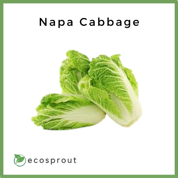 Fresh Napa Cabbage For Delivery Near Me – Ecosprout