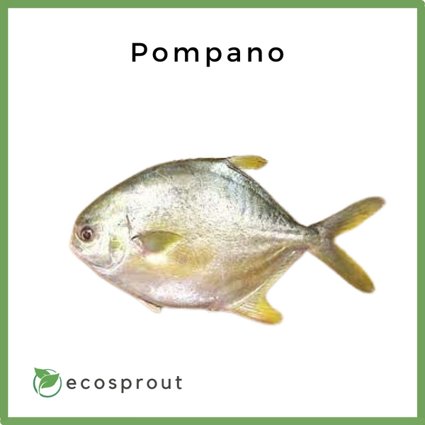 Fresh Pampano For Delivery Near Me – Ecosprout