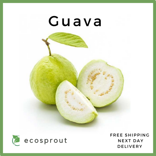 Fresh Guava For Delivery Near Me – Ecosprout