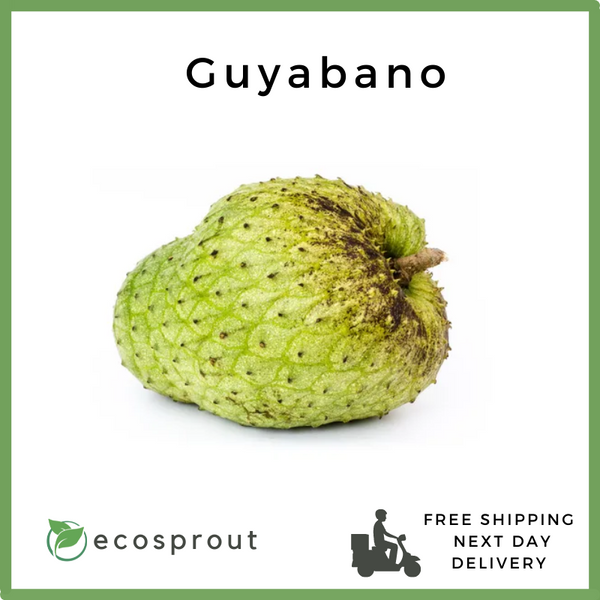 Fresh Guyabano For Delivery Near Me – Ecosprout