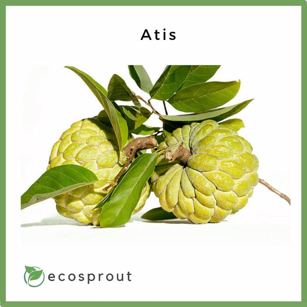 Buy Atis (Sugar Apple) Fruit Online | Metro Manila Delivery – Ecosprout