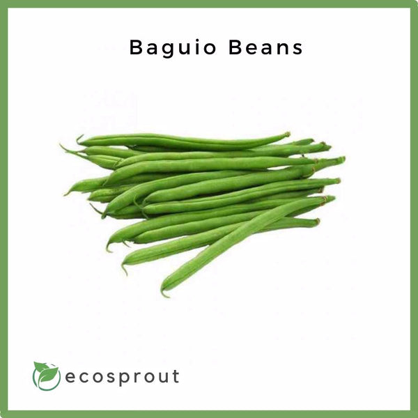 Fresh Baguio Beans For Delivery Near Me – Ecosprout
