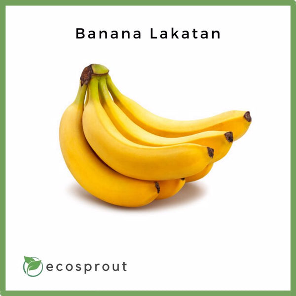 Fresh Banana Lakatan For Delivery Near Me – Ecosprout