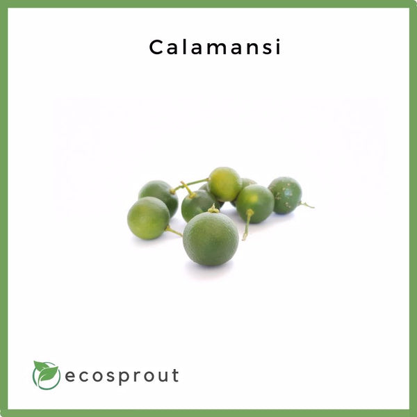 Fresh Calamansi For Delivery – Ecosprout