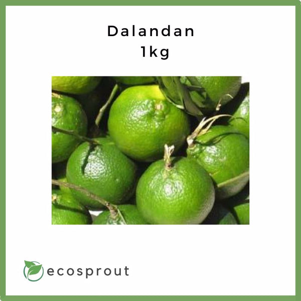 Fresh Dalandan For Delivery Near Me – Ecosprout