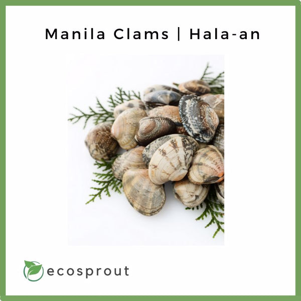Fresh Manila Clams | Hala-an For Delivery Near Me – Ecosprout