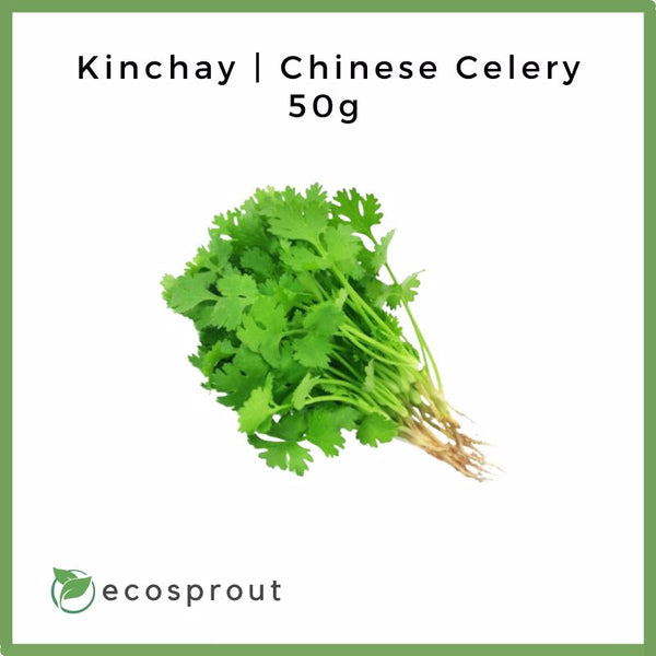 Fresh Kinchay | Chinese Celery For Delivery Near Me – Ecosprout