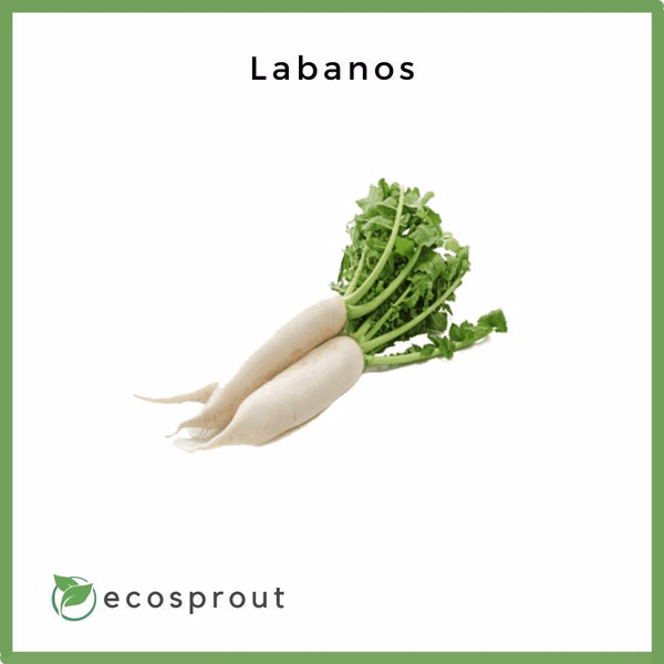 Fresh Labanos (Radish) For Delivery Near Me – Ecosprout