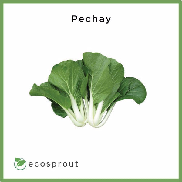 Fresh Pechay For Delivery Near Me – Ecosprout