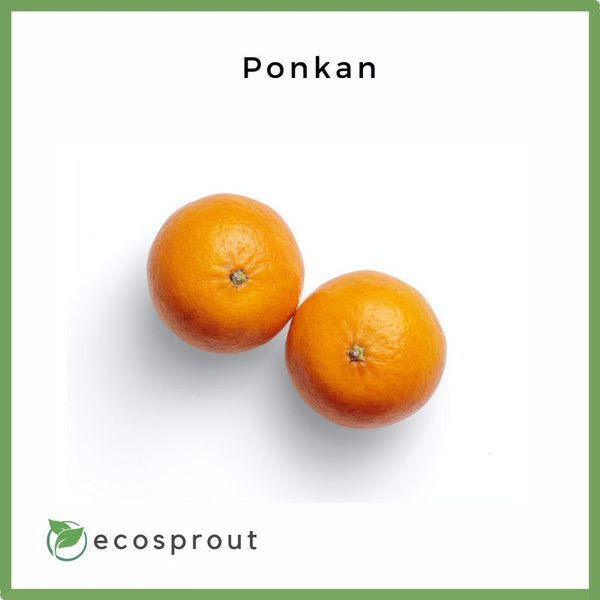 Fresh Ponkan For Delivery Near Me – Ecosprout