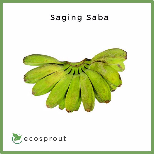 Fresh Saging Saba For Delivery Near Me – Ecosprout