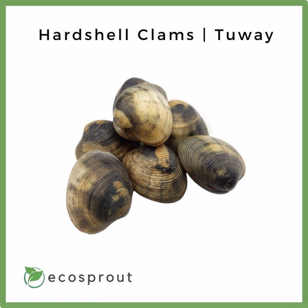 Fresh Hardshell Clams | Tuway For Delivery Near Me – Ecosprout